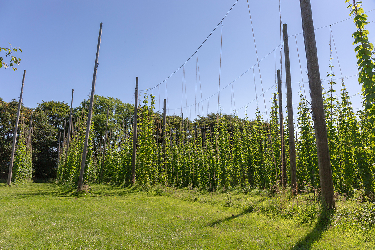 Hop Farm - Wicklow Wolf