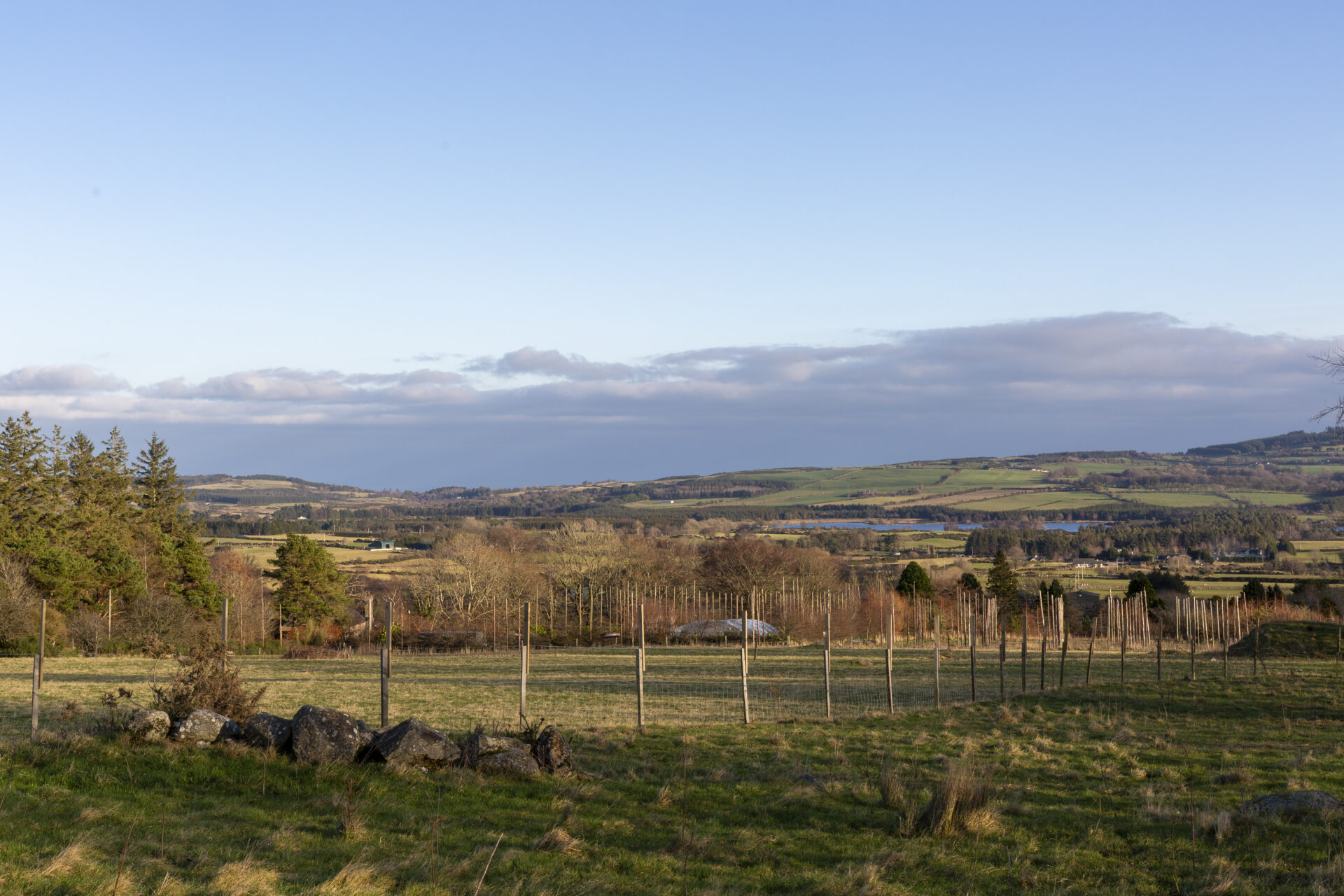 Tree Planting At The Hop Farm with Wicklow EcoTrail - Wicklow Wolf